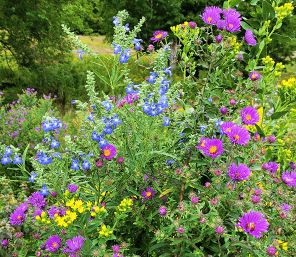 Getting Started with Native Plants – Brooks Memorial Library ...